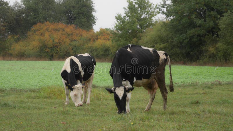 Holstein Dairy Cows Eats Grass and Simultaneously Defecates with Her ...