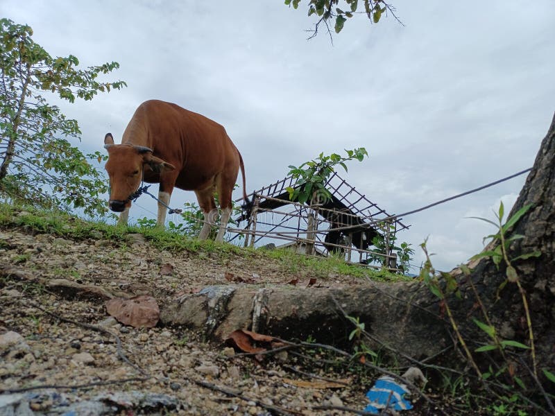 A Cow Eats Grass Under a Tree Stock Image - Image of animal, grass ...