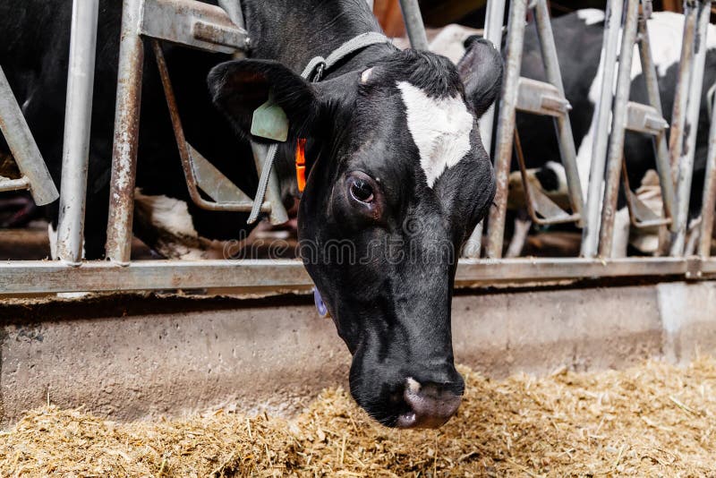 The cow eats hay stock image. Image of animal, group - 72758301