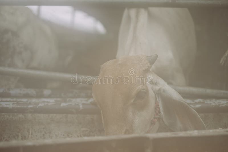 Inside of Dairy Barn stock photo. Image of stress, farm - 942352