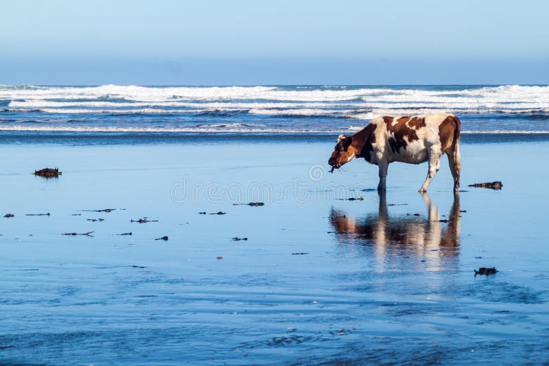 Cow on a beach stock image. Image of america, pacific - 131460875