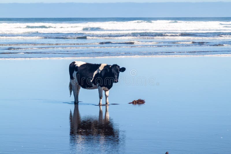 Cow on a beach stock image. Image of chiloe, algae, pacific - 131460889