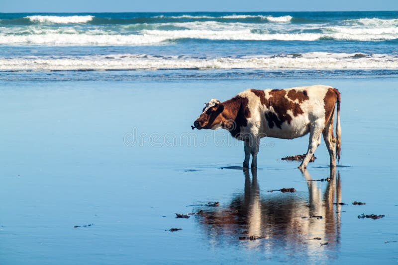 Cow on a beach stock image. Image of island, outdoor - 131460891