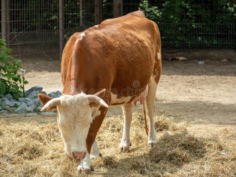 The cow eats straw. stock photo. Image of bovine, grass - 248966788