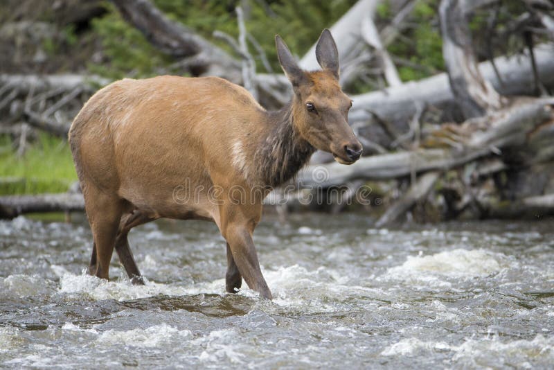 Elk Bugling while Crossing River Stock Image - Image of montana, north ...
