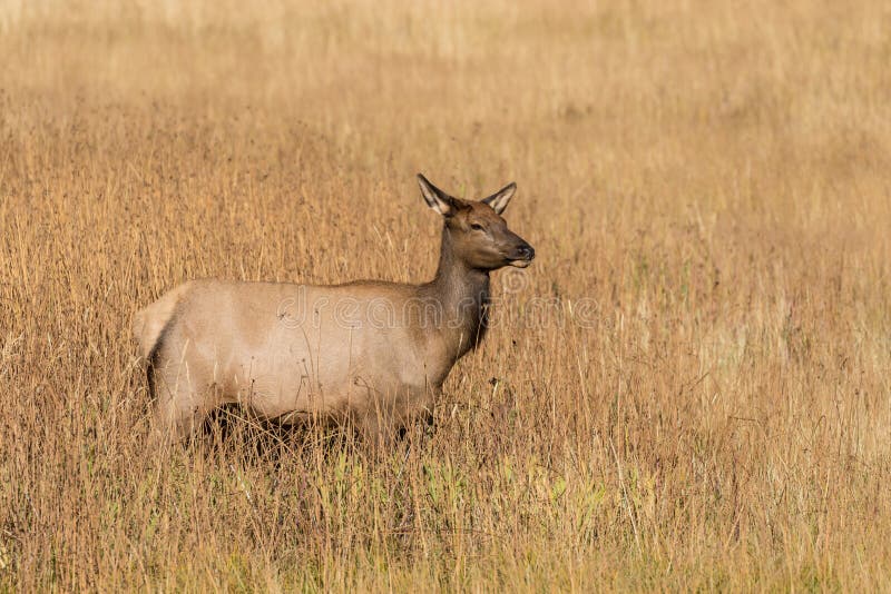 Cow Elk Stock Images - Download 2,756 Royalty Free Photos