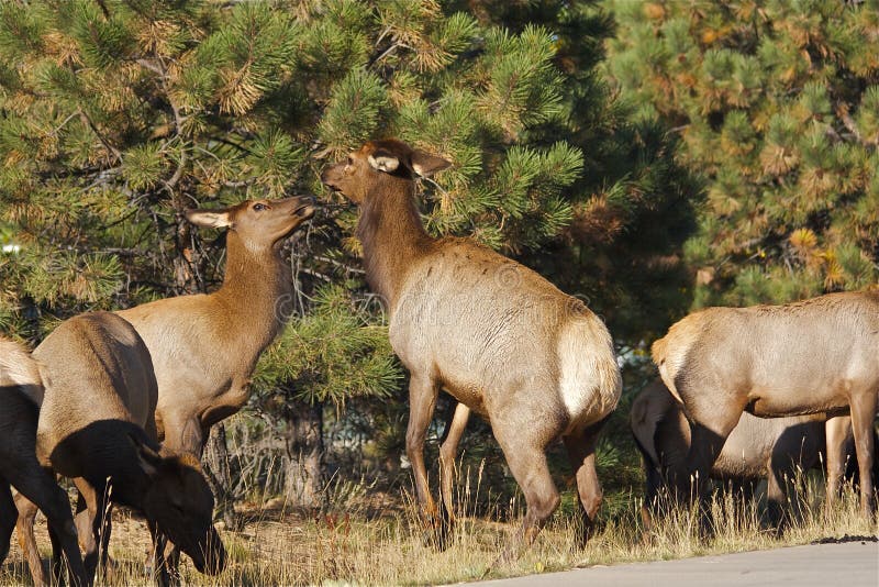 204 Elk Couple Stock Photos - Free & Royalty-Free Stock Photos from ...