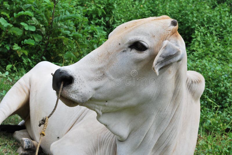 Cow Side View Stock Photos - Download 2,600 Royalty Free Photos