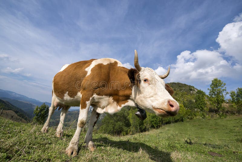 Cow Enjoying the Late Summer Sun Stock Photo - Image of summer, d800 ...