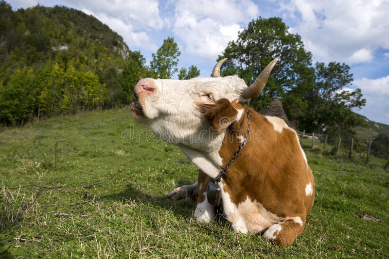 Cow Enjoying the Late Summer Sun Stock Photo - Image of summer, d800 ...