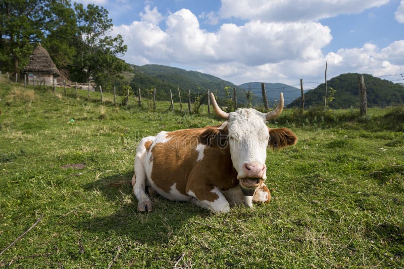 Cow Enjoying the Late Summer Sun Stock Image - Image of mountains, milk ...