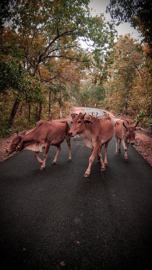 Cow in Evening at Deep Forest. Stock Photo - Image of food, cuisine ...
