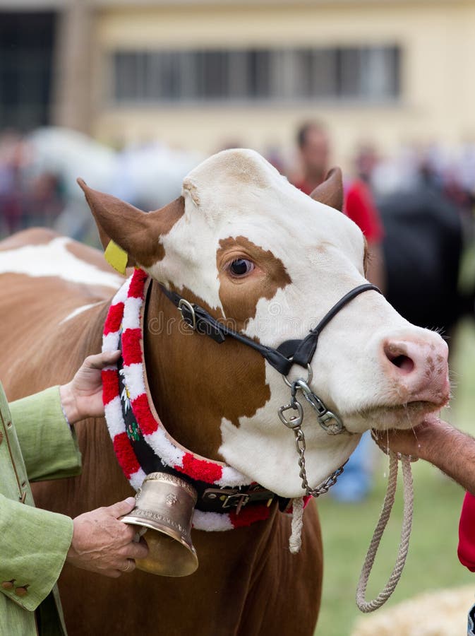 Simmental ox on leash stock image. Image of fair, eyes - 54586033