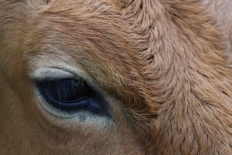 1,432 Cow Eyelash Stock Photos - Free & Royalty-Free Stock Photos from ...