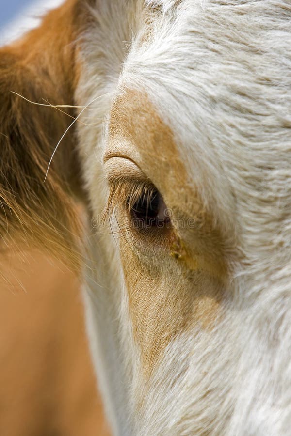 Cow eye stock image. Image of watching, brown, solitary - 5084317