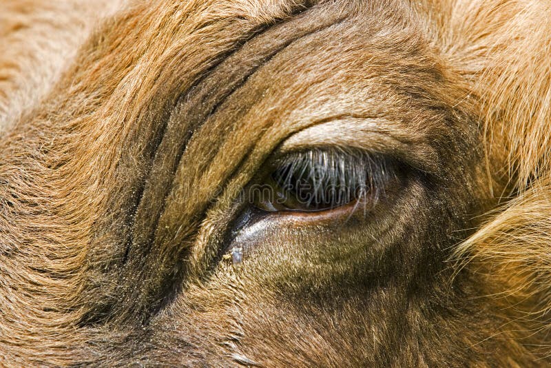 Cow eye stock image. Image of agriculture, thinking, cowboy - 5084325