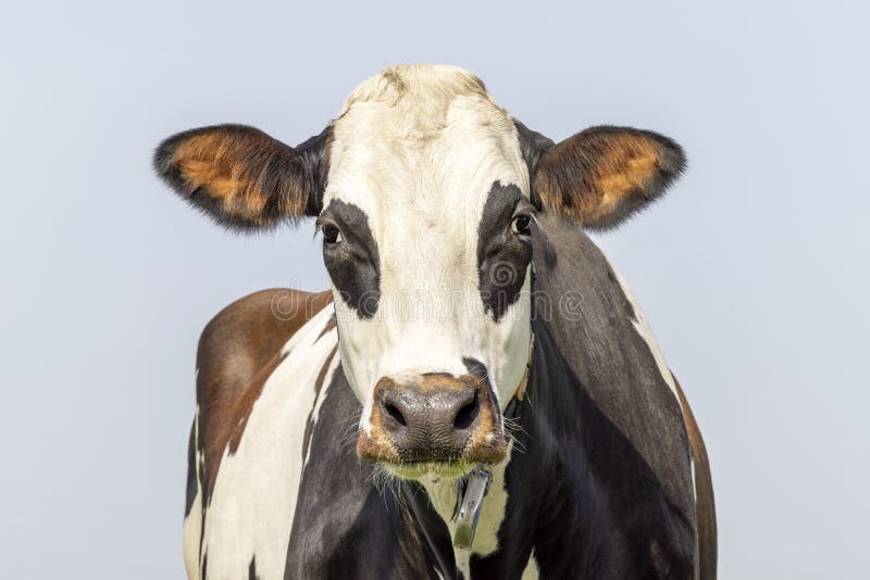 Cow with Eye Patch, Dark Brown and White Front View Looking, Medium ...
