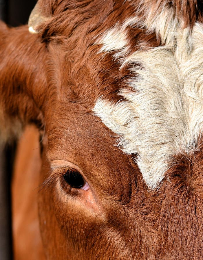8,312 Cow Eye Photos - Free & Royalty-Free Stock Photos from Dreamstime