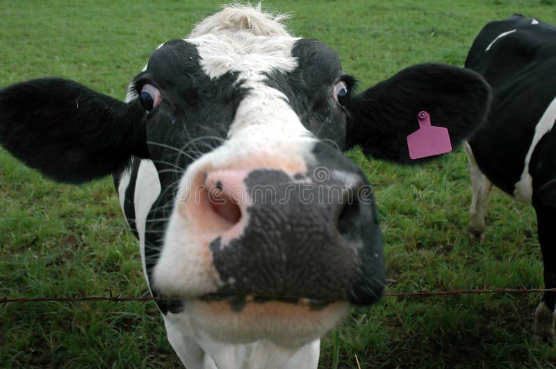 Cow Face stock image. Image of pink, milk, tagged, agriculture - 14115427
