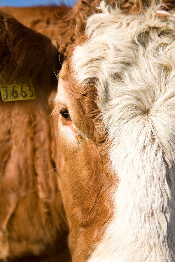 Cow Face stock image. Image of ranching, outside, happy - 1671837
