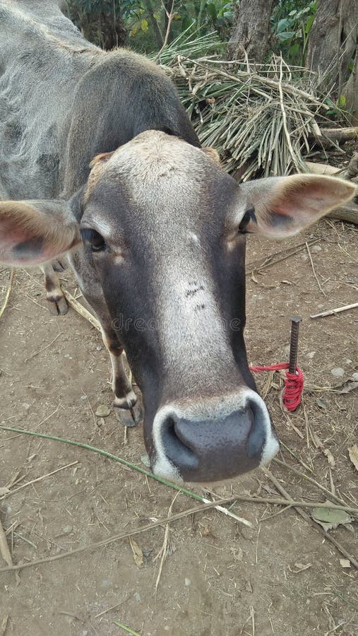 Cow Face Blac and White Cow without Horns Stock Photo - Image of ...