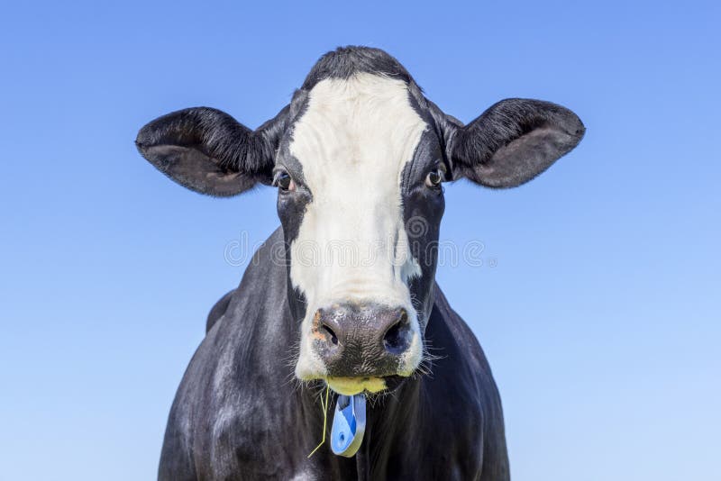 Cow Face, Black and White Friendly Innocent Looking in Front of a Blue ...