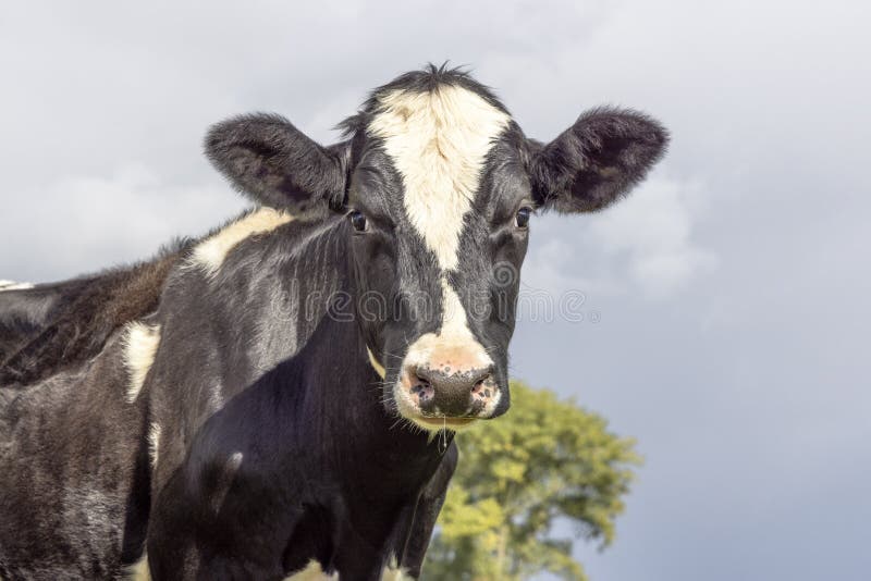 Cow Face Black and White Looking at the Camera, Portrait in Medium Shot ...