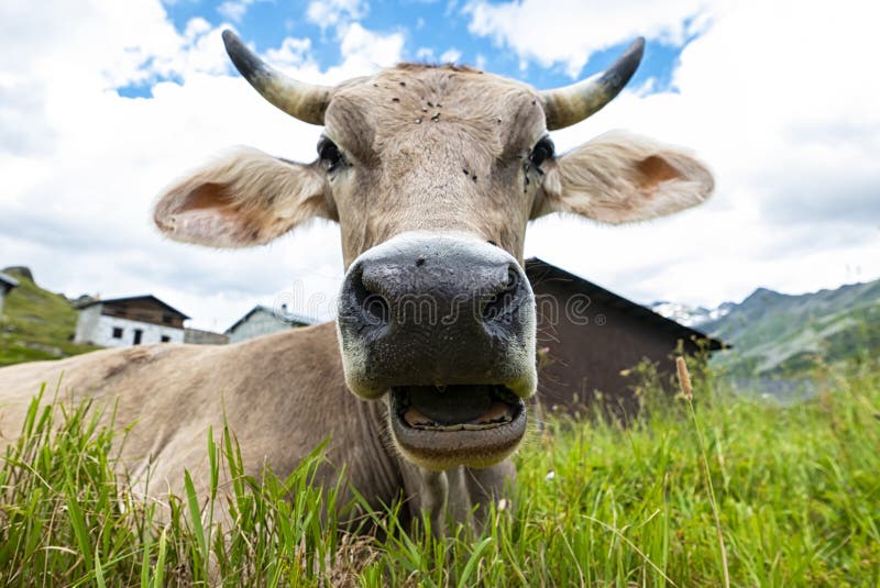 11,973 Dairy Cow Face Stock Photos - Free & Royalty-Free Stock Photos ...