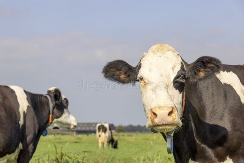 941 Side Face Cow Stock Photos - Free & Royalty-Free Stock Photos from ...