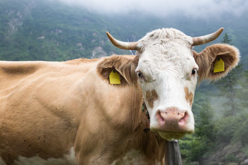 Cow facing camera stock photo. Image of view, open, outdoors - 90423062