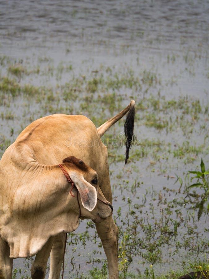 Side Face Cow Stock Photos - Download 485 Royalty Free Photos
