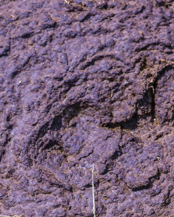 604 Animal Faeces Stock Photos - Free & Royalty-Free Stock Photos from ...