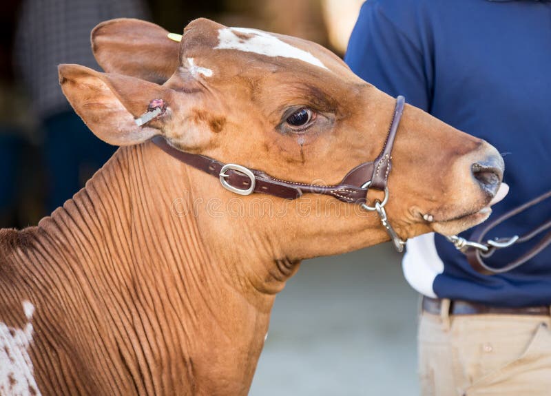 Cow at a fair stock image. Image of halter, cattle, america - 65671387