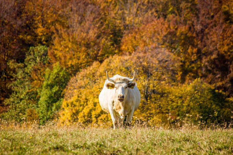 Cow in fall stock photo. Image of domestic, leaf, green - 157748570