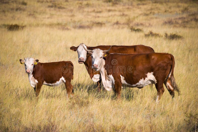 Cow family stock photo. Image of grass, milk, landscape - 80113126