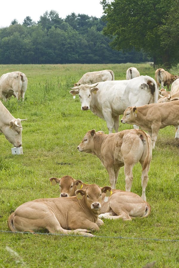 Cow on a farm stock image. Image of shot, tags, grass - 14794961