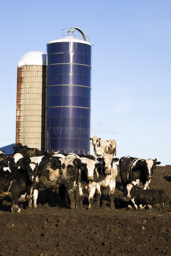 Cow Farm in Wisconsin stock photo. Image of cattle, rural - 21613728