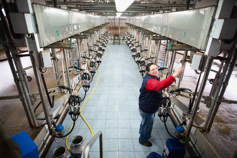 Cow farm editorial stock photo. Image of organized, farm - 22981643