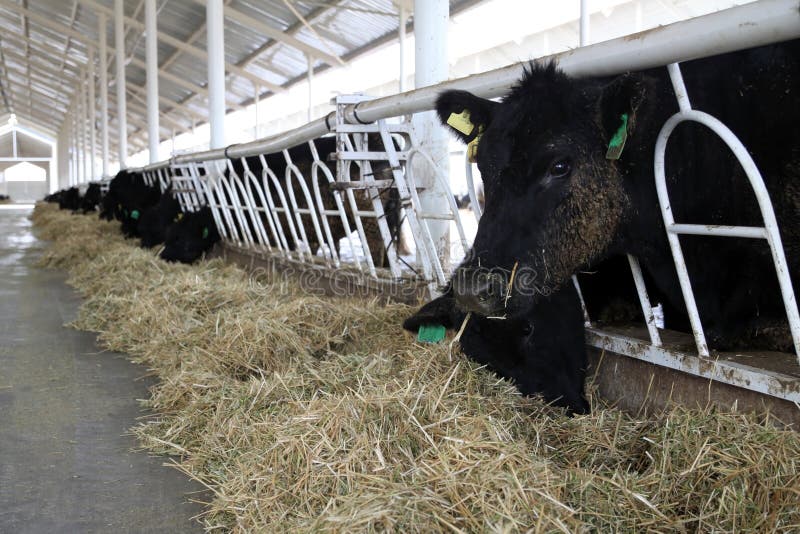 Calf in cow farm stock photo. Image of industry, small - 24041498