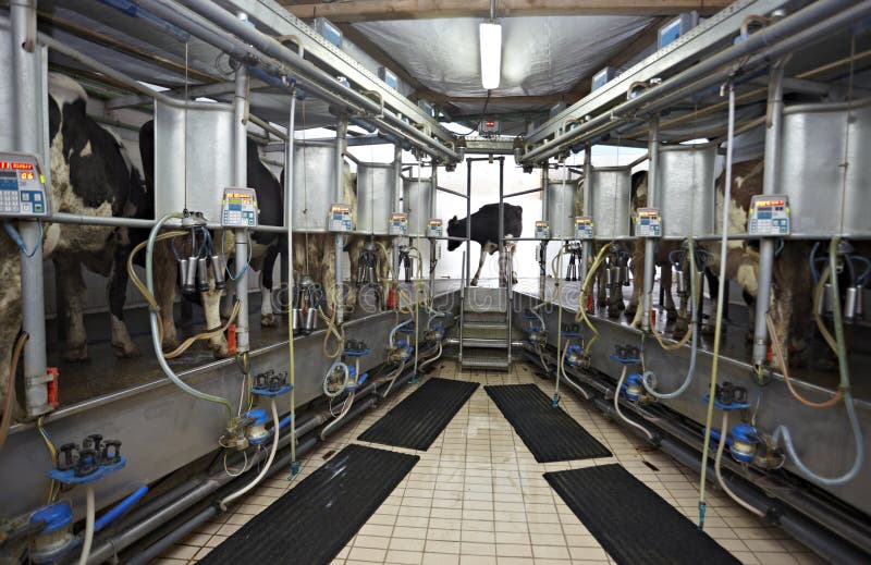 Cow Farm Agriculture Milk Automatic Milking System Stock Photo - Image ...