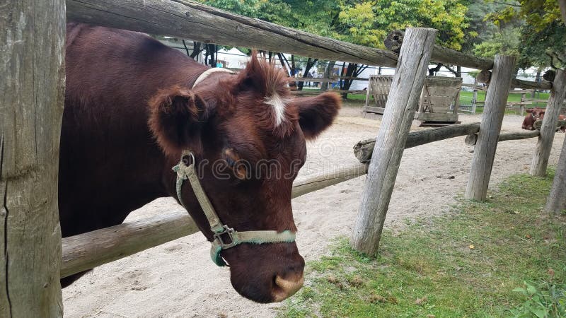 Cow at farm in Canada stock image. Image of country - 158460871