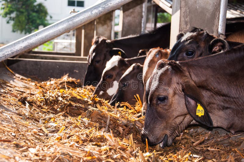 Cow farm stock photo. Image of beautiful, calf, brown - 31381104