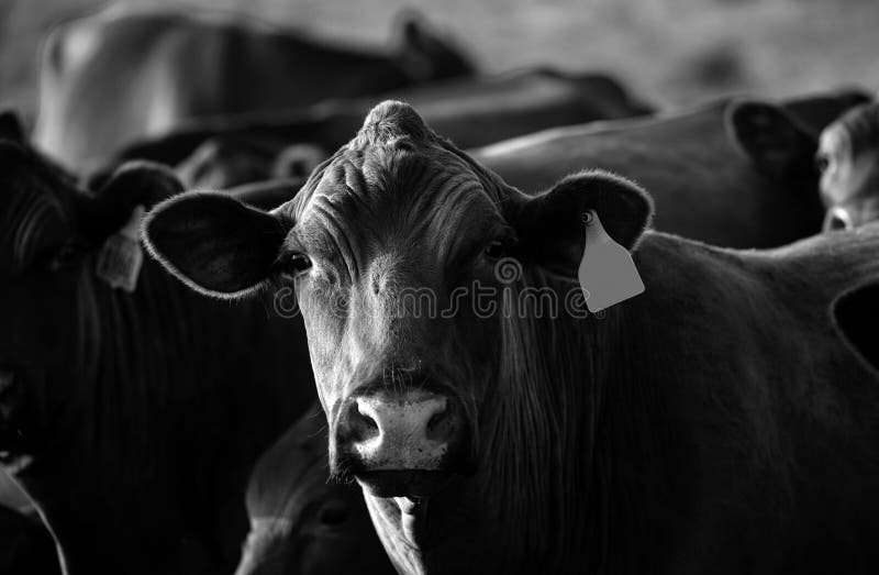 Cow Farm. Cows Head Grazing at Field. Stock Photo - Image of cattle ...