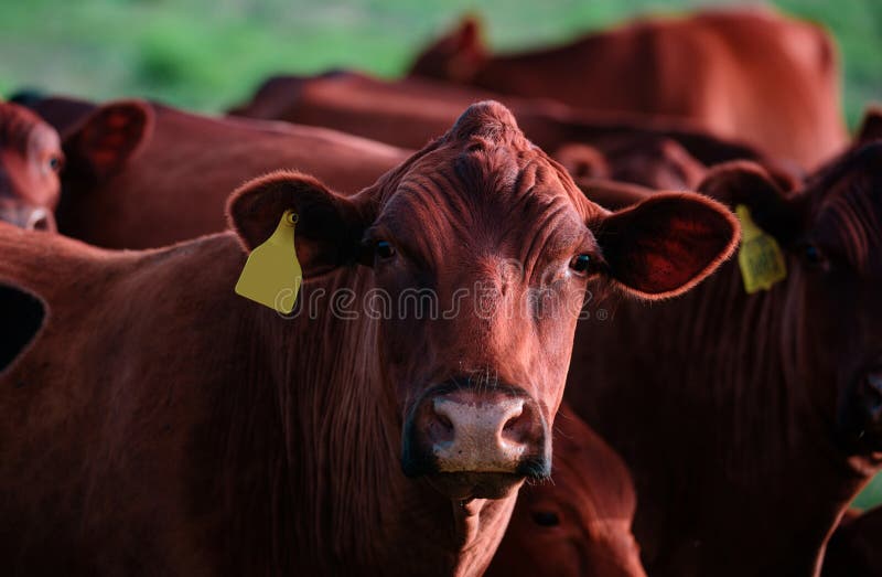 Cow Farm. Cows Head Grazing at Field. Stock Image - Image of farming ...