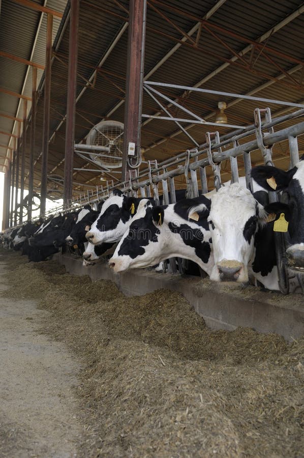 Cow farm stock image. Image of closeup, dairy, building - 85373355