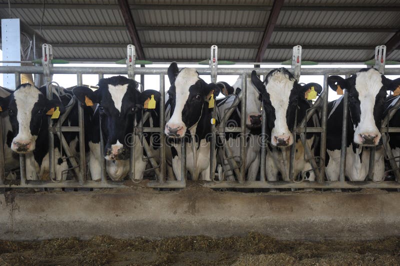 505 Farm Animals Inside Fence Stock Photos - Free & Royalty-Free Stock ...