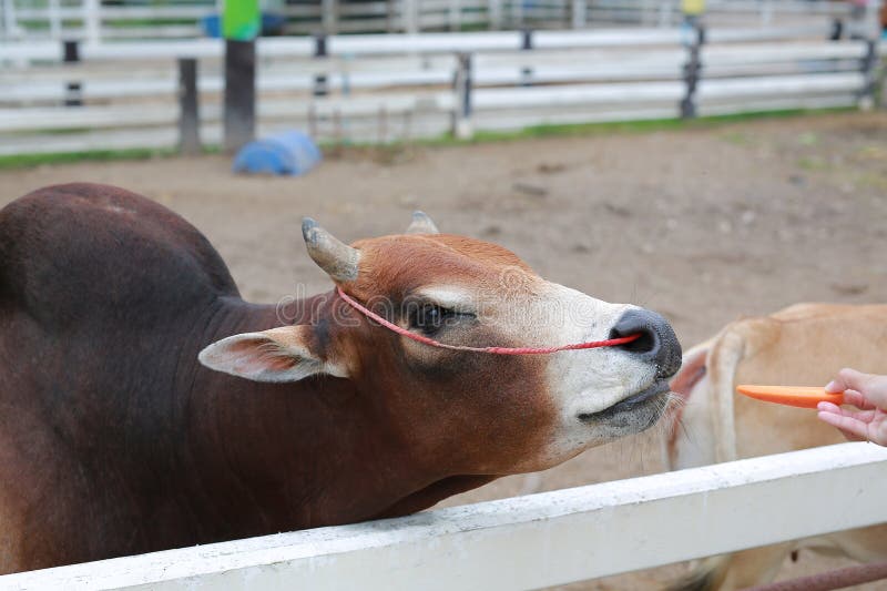 Cow in Farm Eating Carrot from Human Hand Stock Photo - Image of thai ...