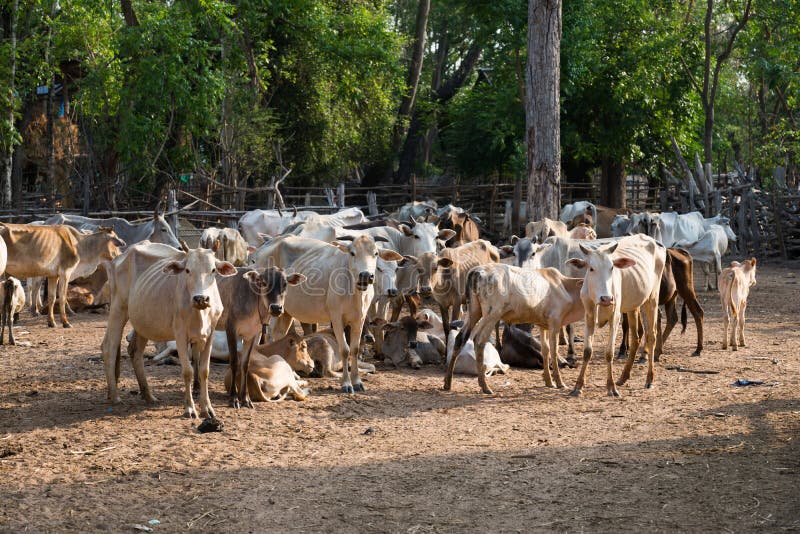 Cow farm group stock photo. Image of farm, group, cows - 91732636