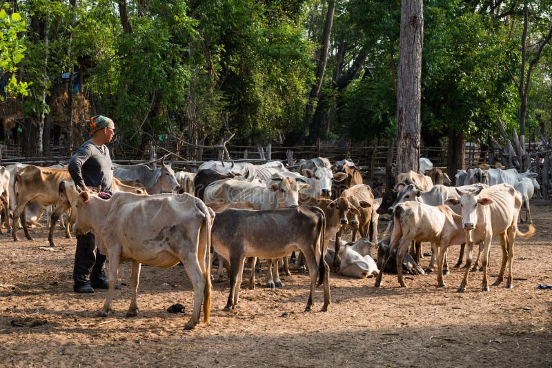 Cow farm group stock photo. Image of country, group, goat - 91732806