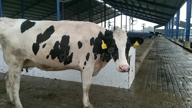 The Cow Farm Has Been Developed Using State of the Art Methods Stock ...